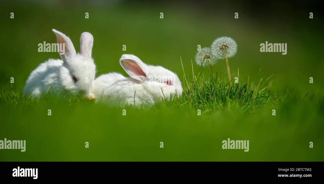 Funny little white rabbit on spring green grass. Farm concept Stock ...