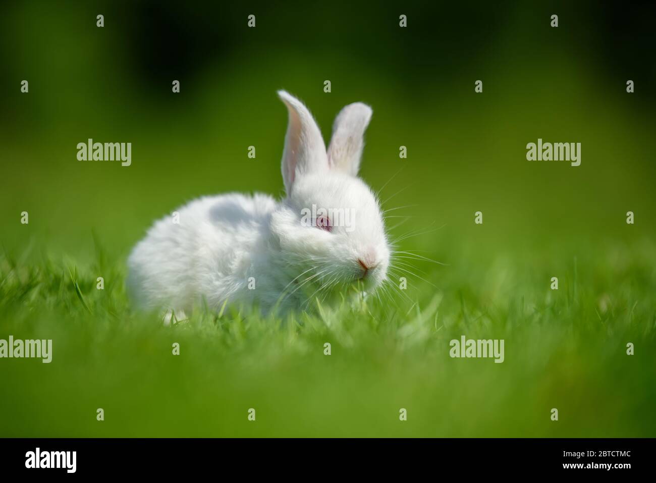Funny little white rabbit on spring green grass. Farm concept Stock ...