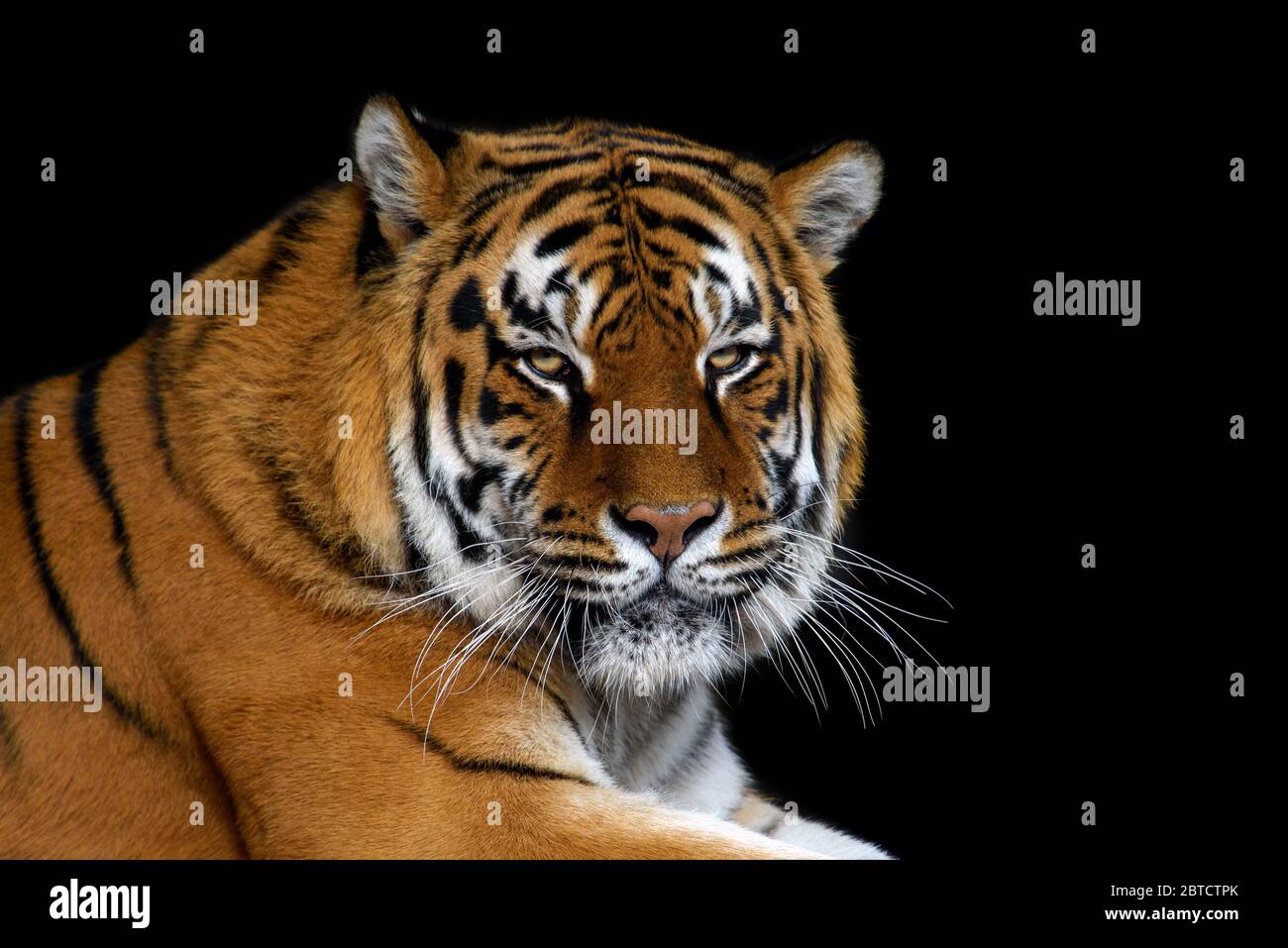 Close up beautiful angry big tiger isolated on black background Stock ...
