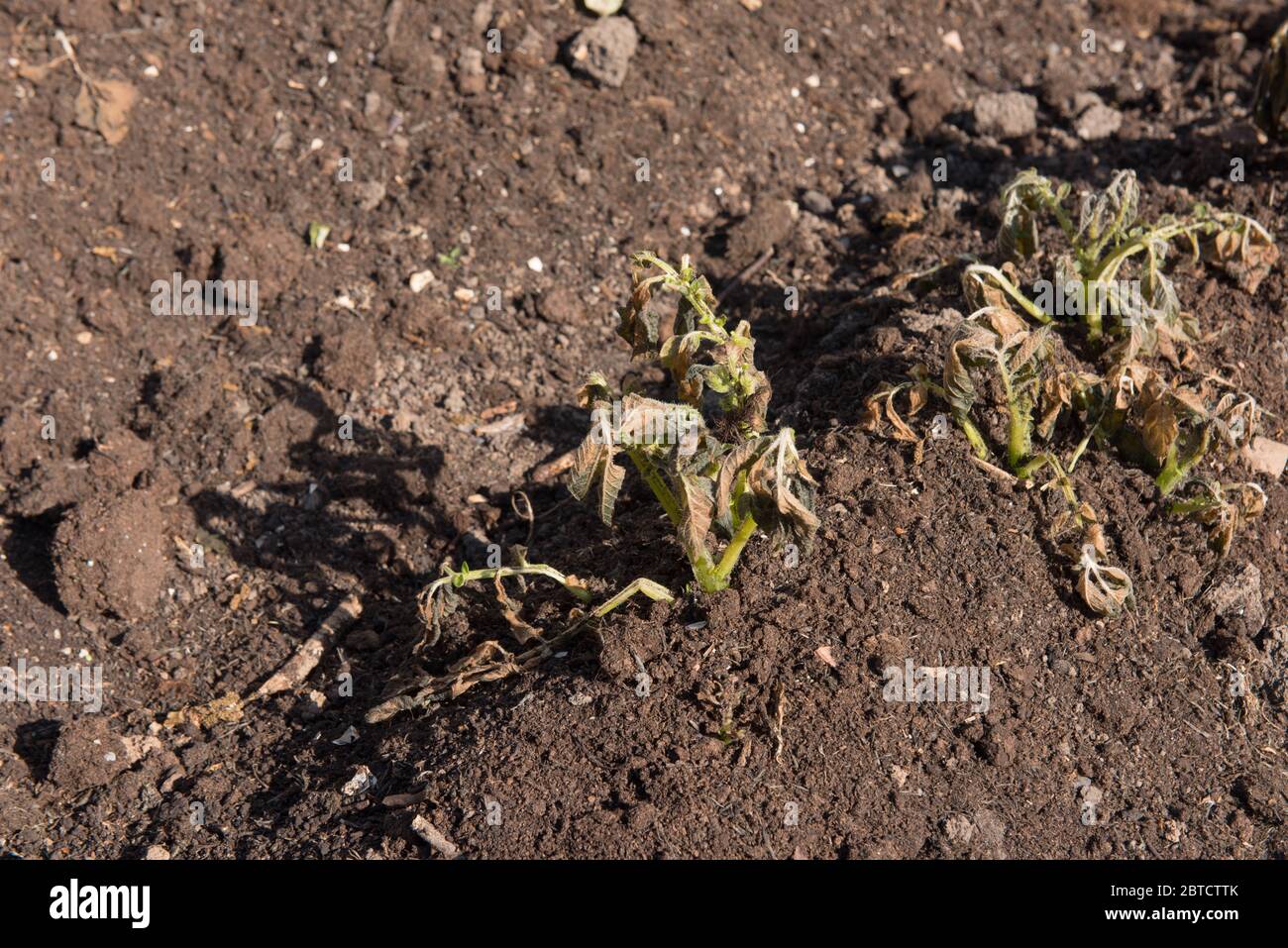 Late Spring Frost Damage to a Home Grown Organic Potato Plant (Solanum ...