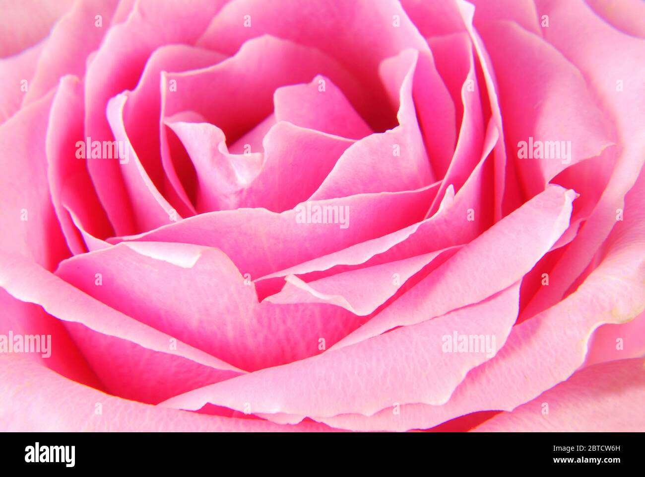 Rose pin hi-res stock photography and images - Alamy