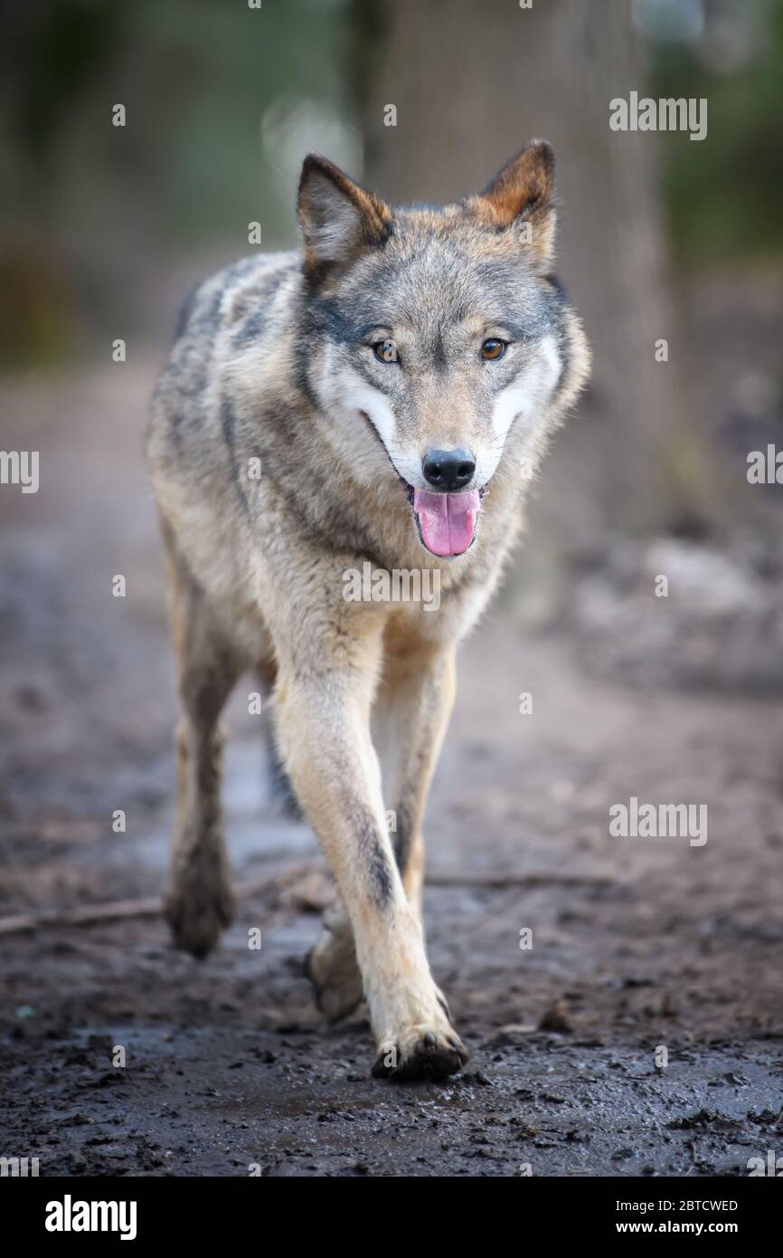 Gray wolf, Canis lupus, in the forest. Wolf in the nature habitat ...