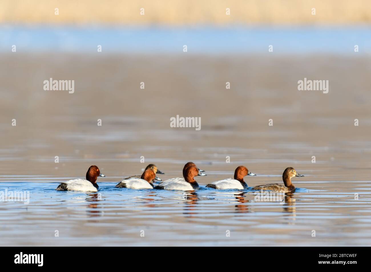 Wild duck, Common pochard. Many of ducks, floating on morning yellow ...