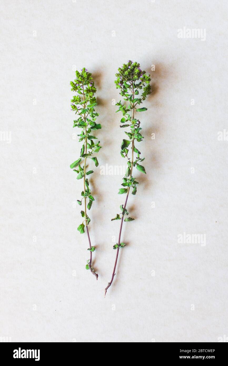 aromatic herbs and spices washed and ready for your recipes, for ...