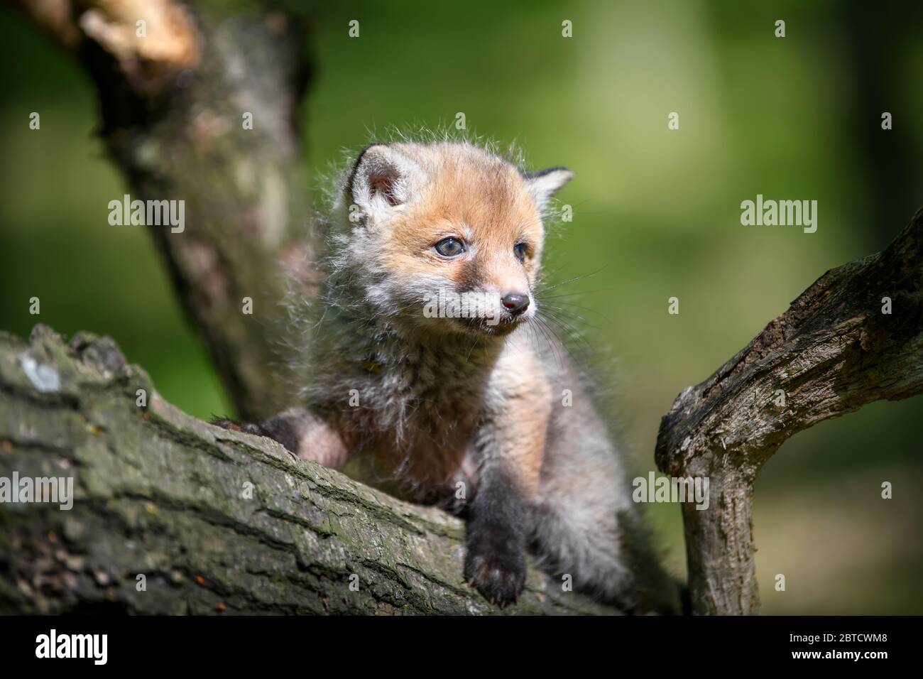 Red fox, vulpes vulpes, small young cub in forest on branch. Cute ...