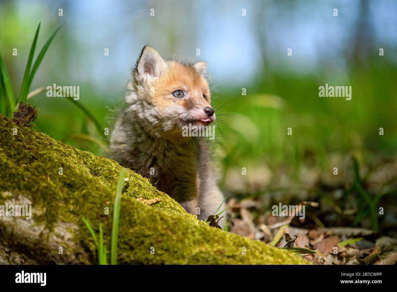 Red fox, vulpes vulpes, small young cub in forest. Cute little wild ...