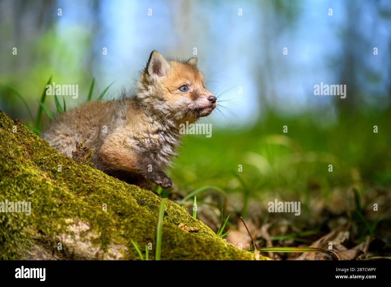 Red fox, vulpes vulpes, small young cub in forest. Cute little wild ...