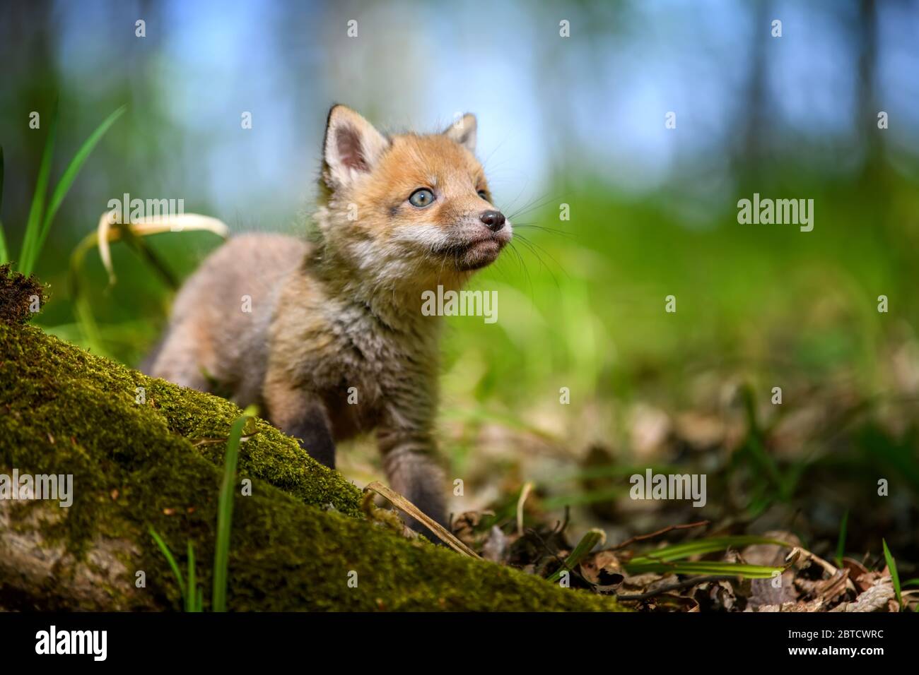 Red fox, vulpes vulpes, small young cub in forest. Cute little wild ...
