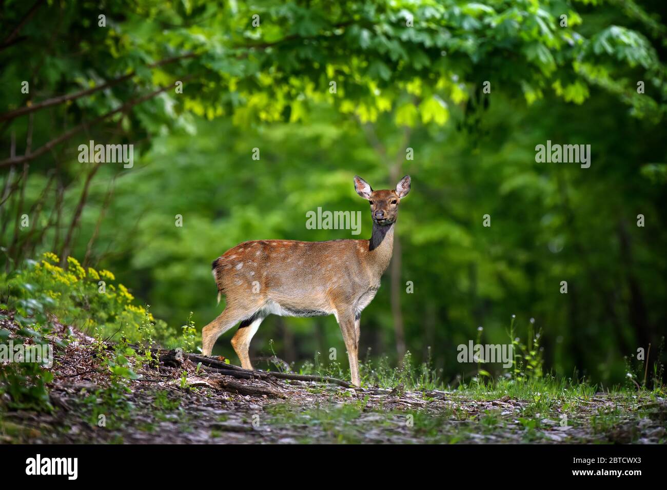 Deer on a forest path at dawn. Animal on heathland nature habitat in ...