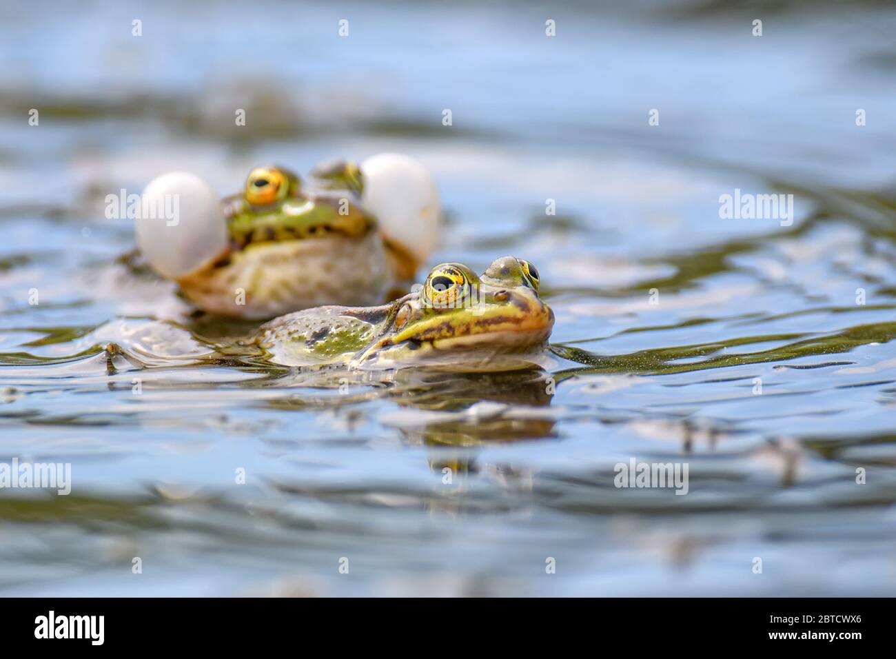 Common frogs pairing in a pond. Couple of animals are sitting in the ...