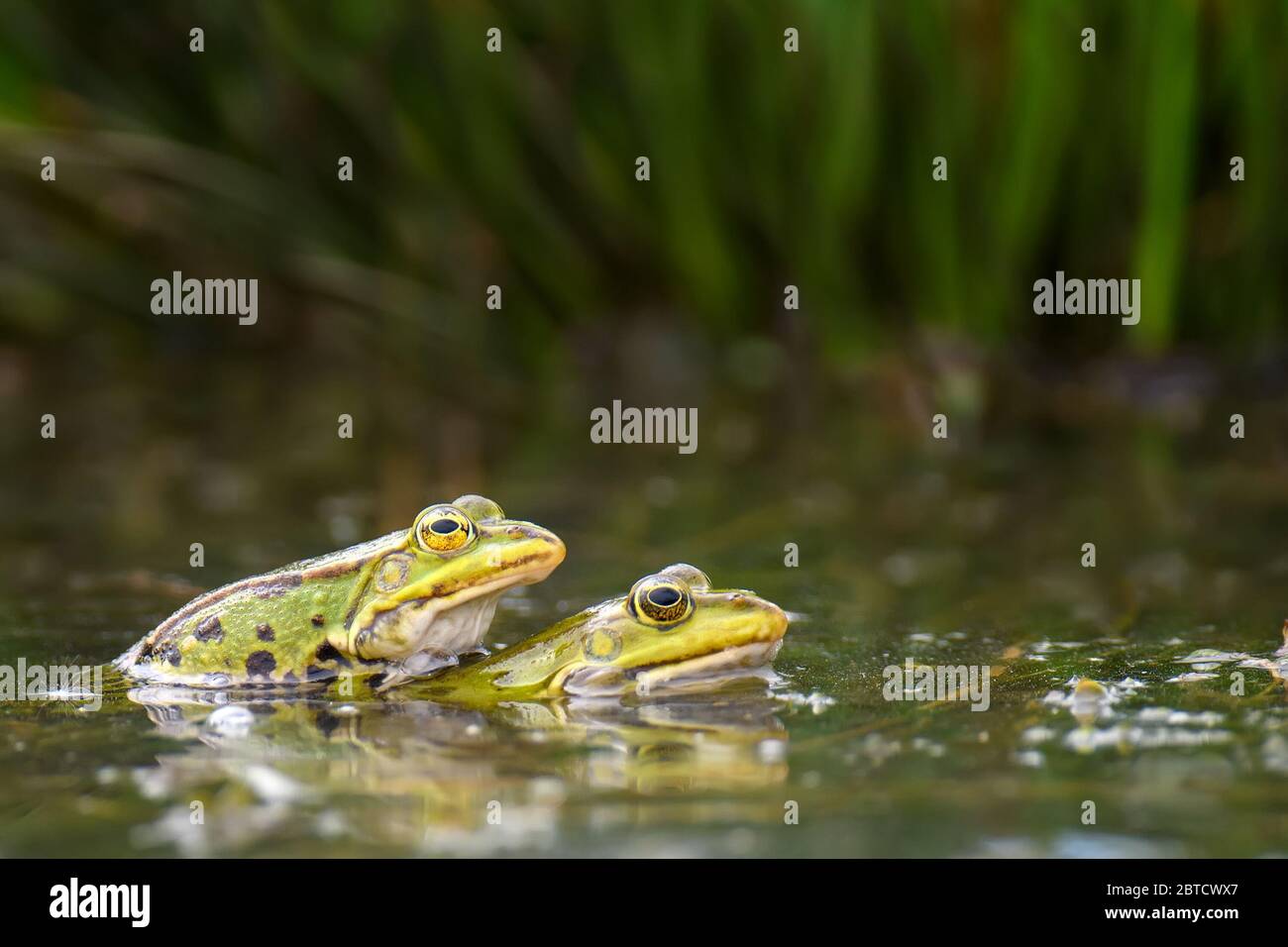 Common frogs pairing in a pond. Couple of animals are sitting in the ...