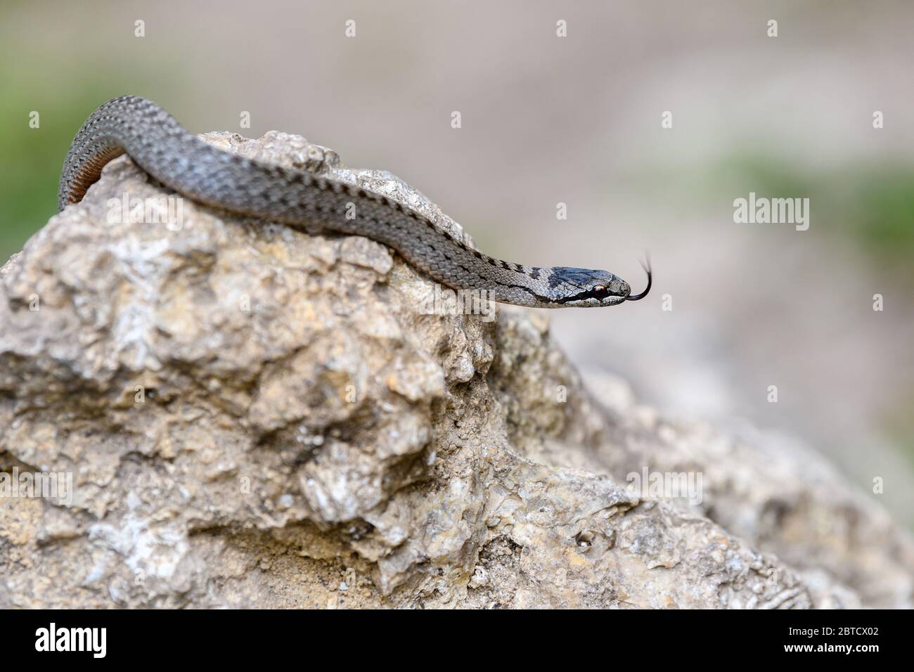 Smooth snakes eyes (Coronella austriaca) taken on heathland nature ...