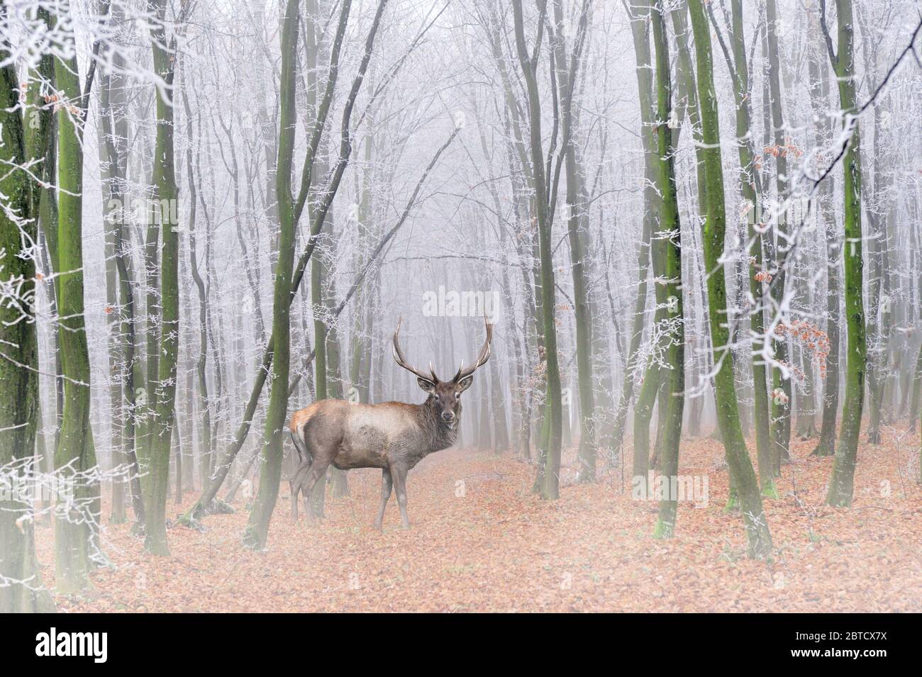 Deer forest mist hi-res stock photography and images - Alamy