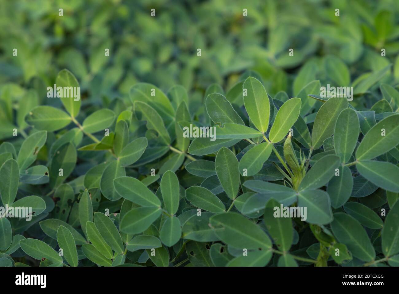 a close up photo of ground nut crops Stock Photo - Alamy