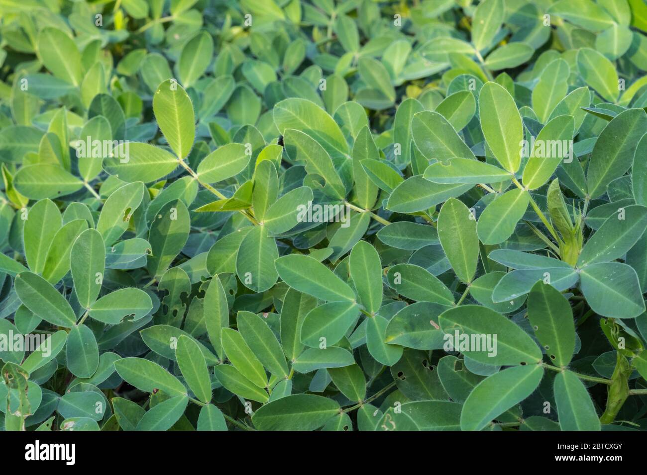 a close up photo of ground nut crops Stock Photo - Alamy