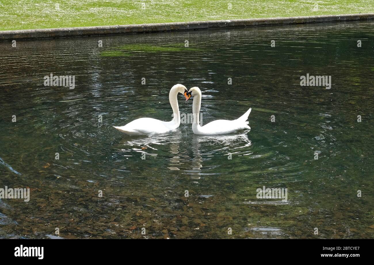 Birds flirting hi-res stock photography and images - Alamy