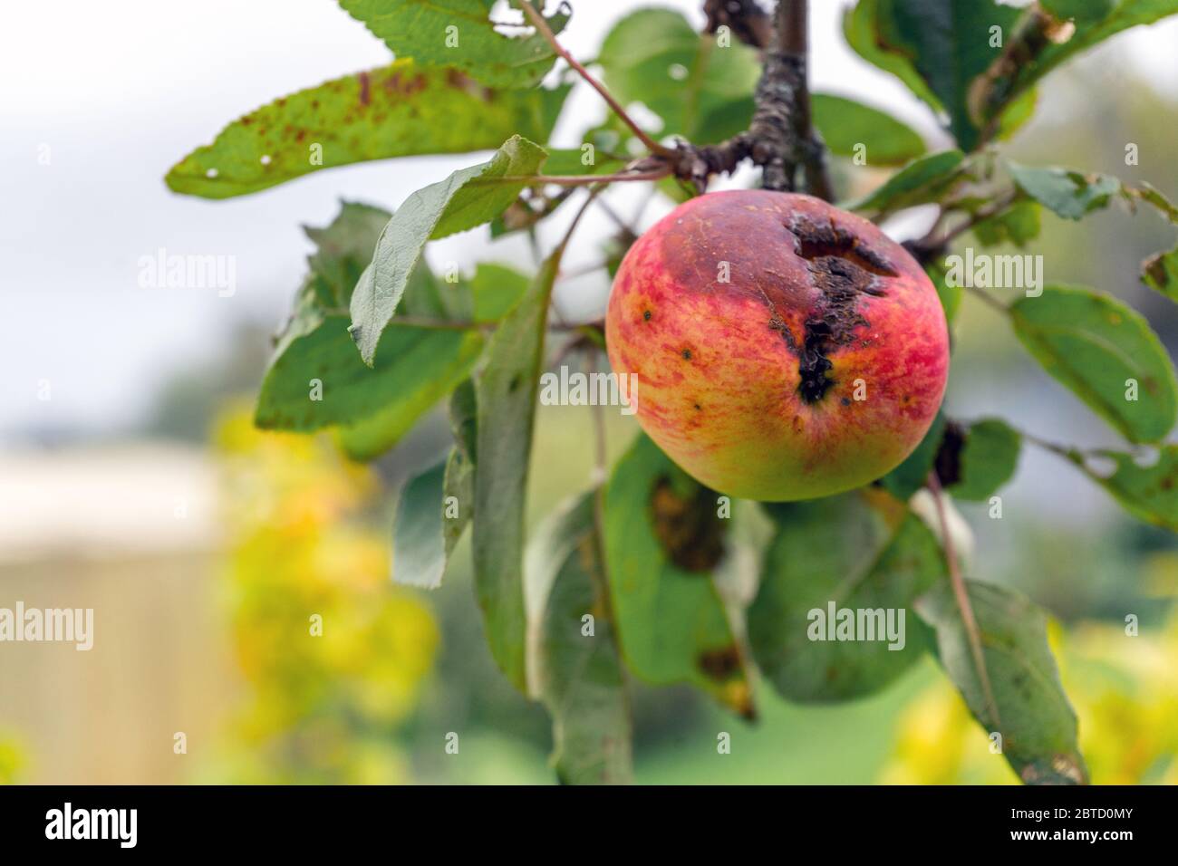 Apple damage by birds hi-res stock photography and images - Alamy