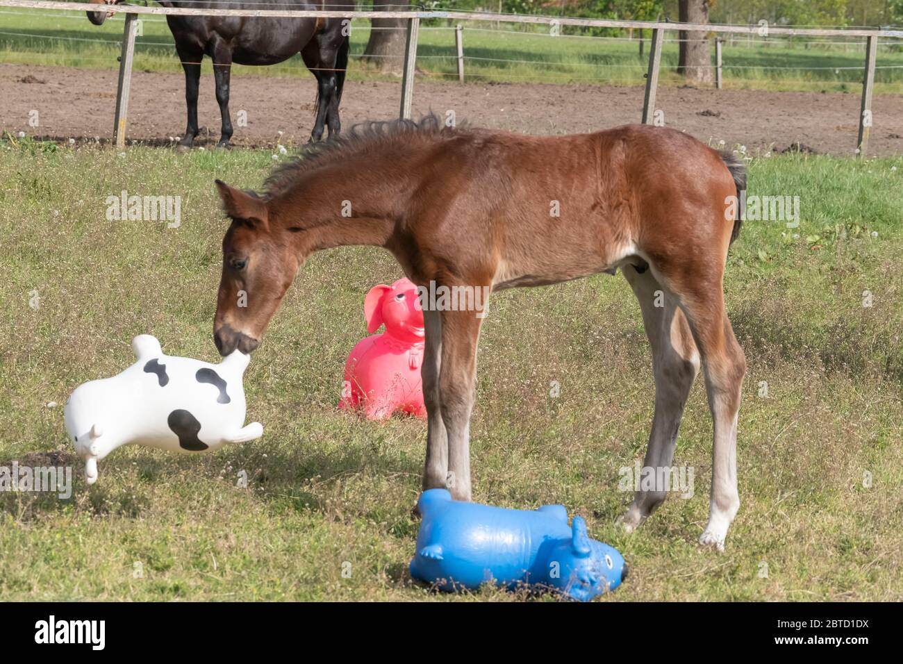 Brown stallion foal is playing with brightly colored rubber inflatable ...