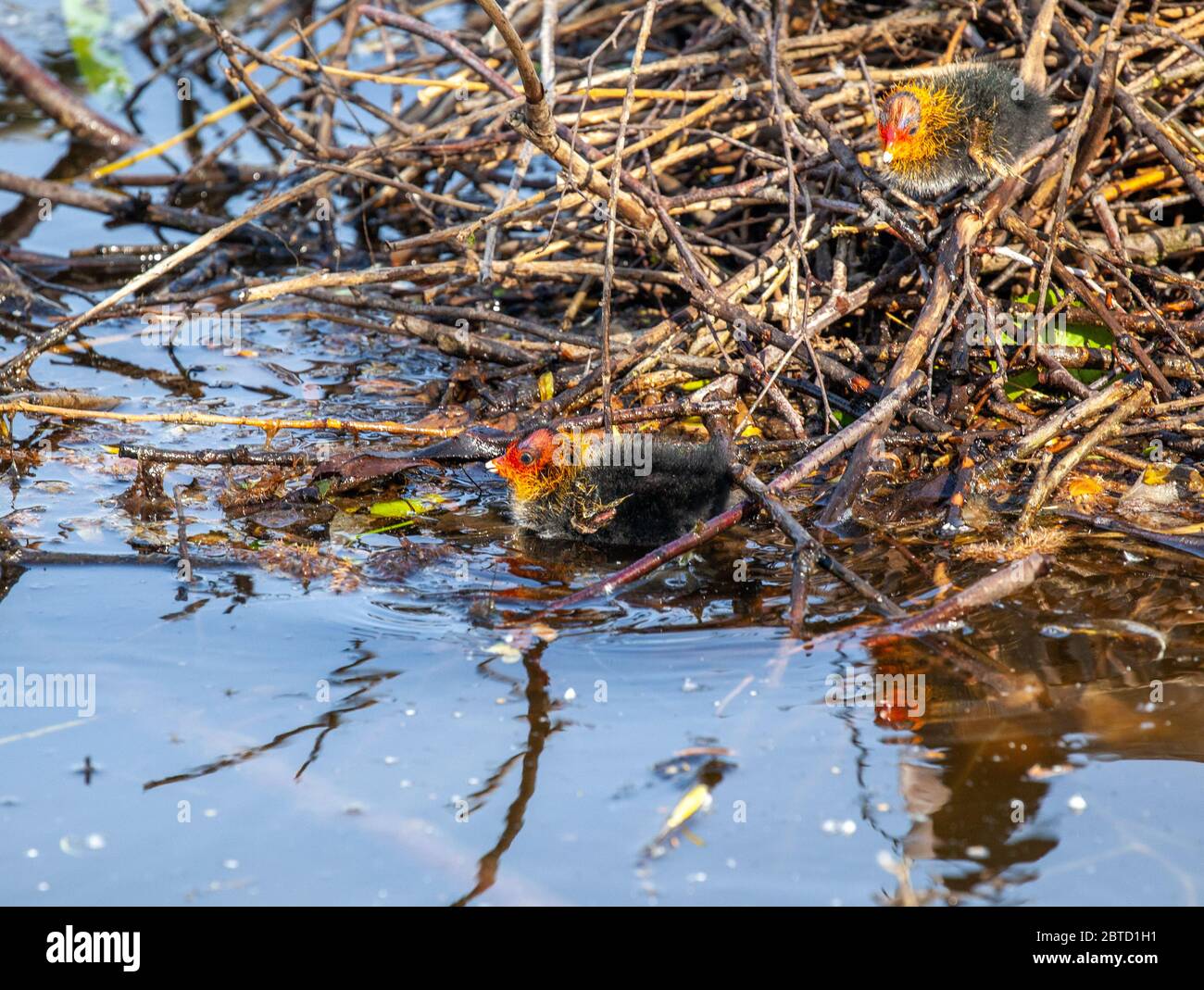 Water bird Coot Fulica atra chicks on Winterley Pool Cheshire England ...