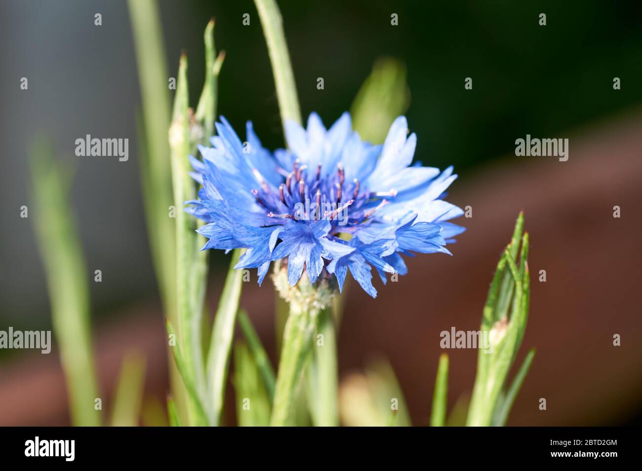 Blue Cornflower flower - Latin name - Cyanus segetum Centaurea cyanus ...