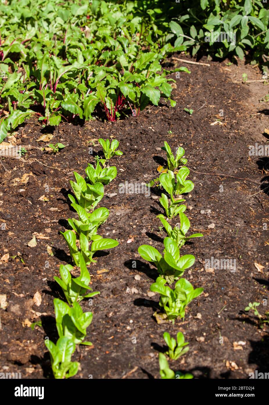 Lettuce and beetroot plants growing in a vegetable garden plot in a ...