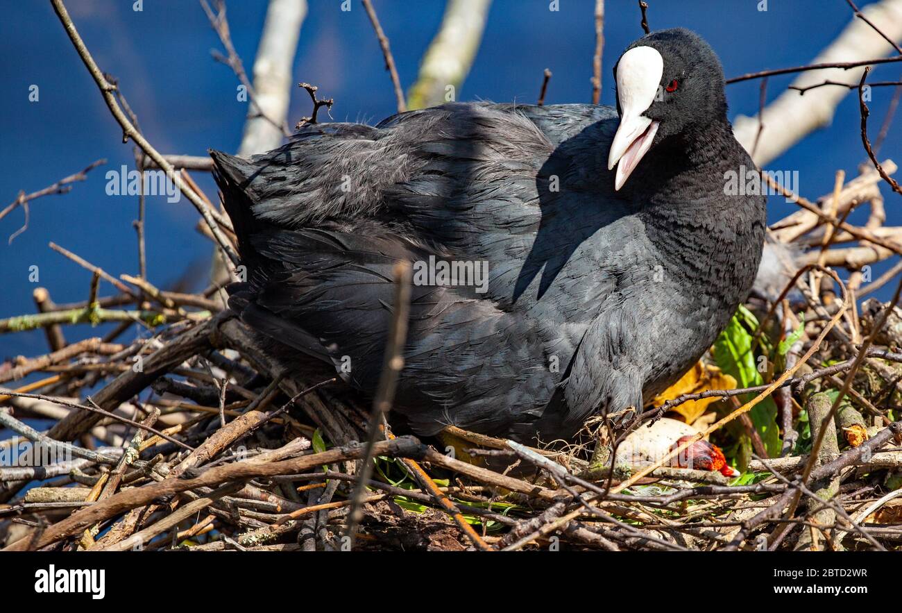 Water bird Coot Fulica atra on its nest with eggs and chicks on ...