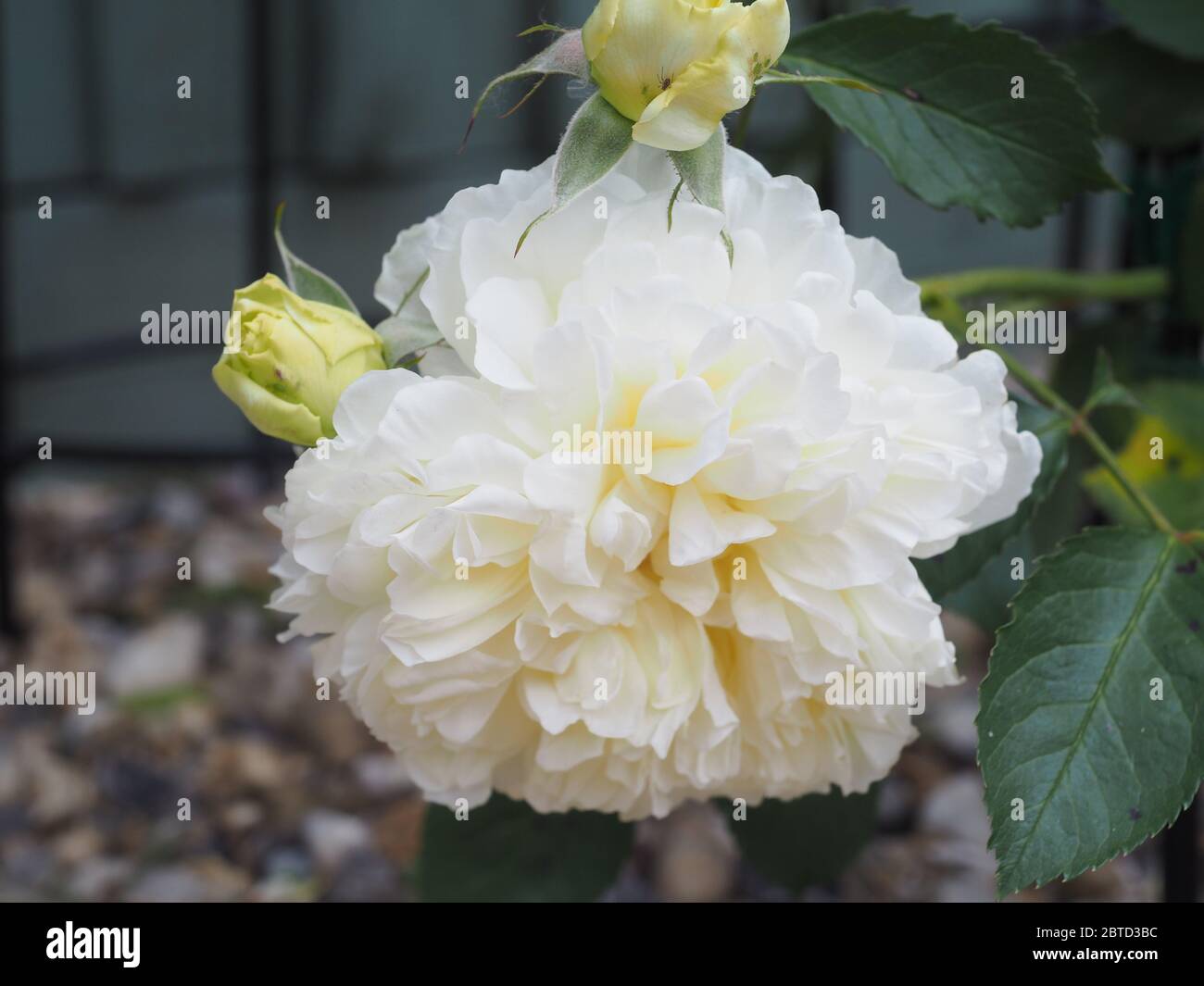 Rose the pilgrim hi-res stock photography and images - Alamy
