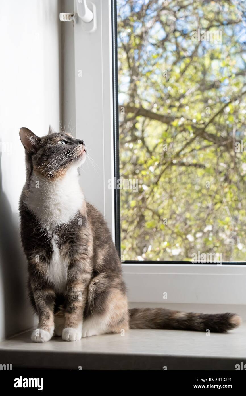 Cute cat sits on a window sill and looks out of the window with ...