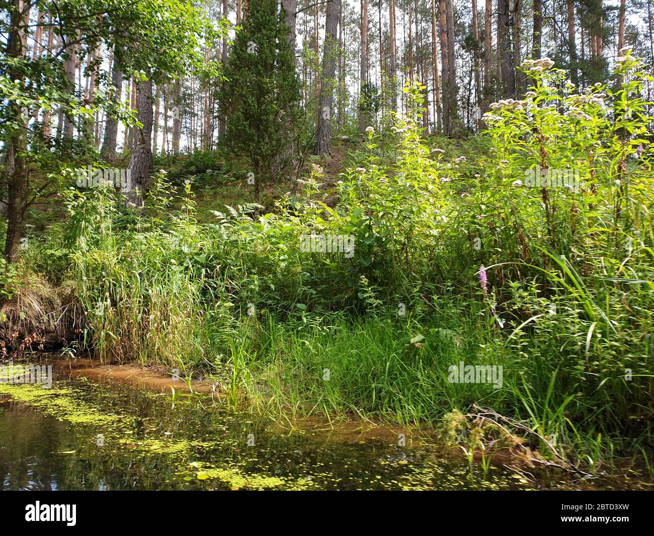 River bank full of grass and meadows Stock Photo - Alamy