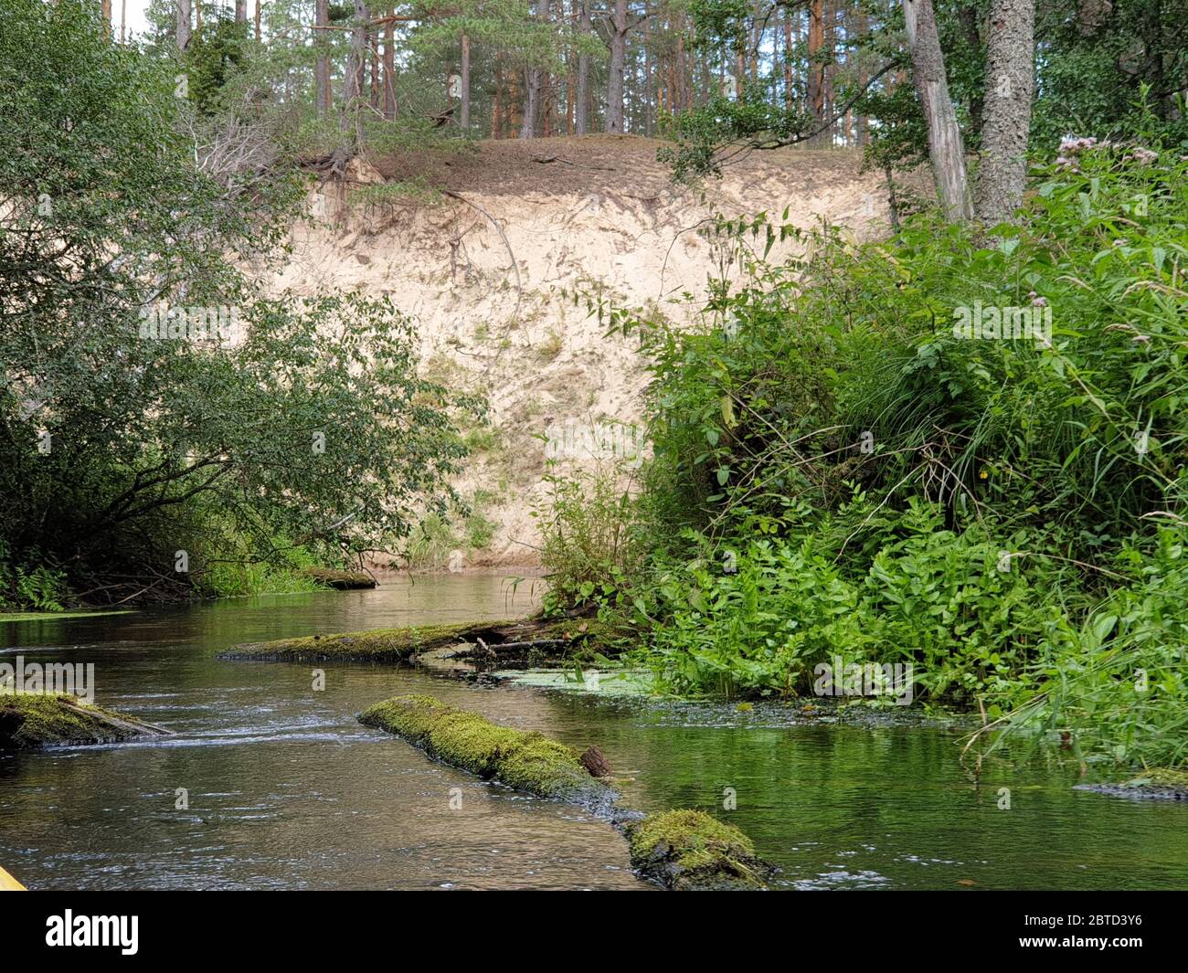 Scarp near the river in the forest Stock Photo - Alamy