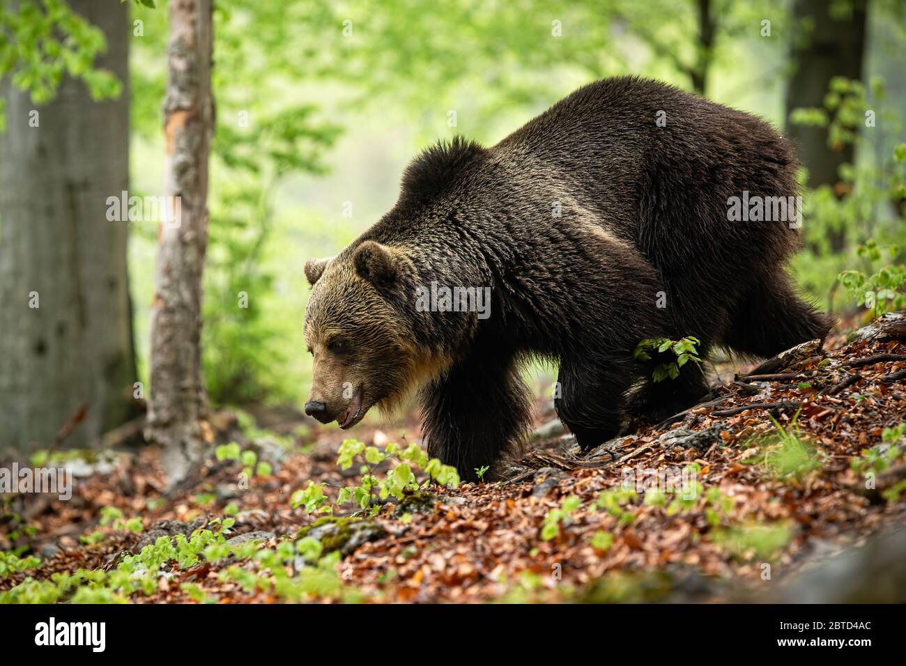 Long bear claws hi-res stock photography and images - Alamy