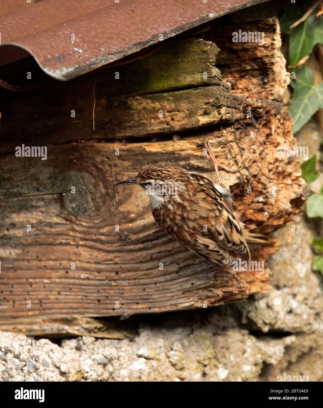 Treecreeper flight hi-res stock photography and images - Alamy