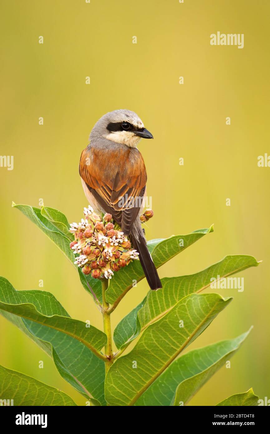 Red-backed shrike sitting on a flower of blooming tree and looking ...