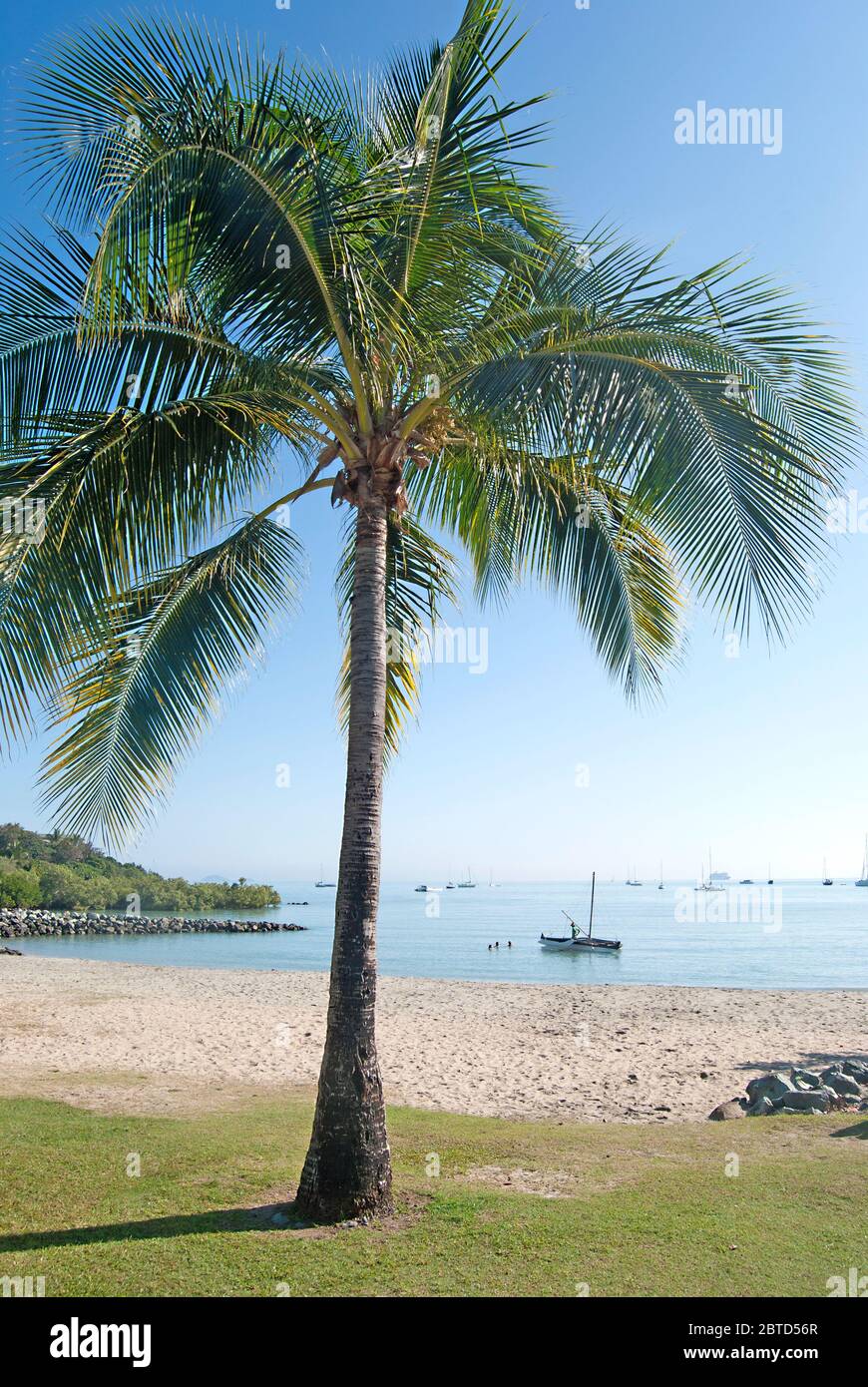 Single palm at the beach Stock Photo - Alamy