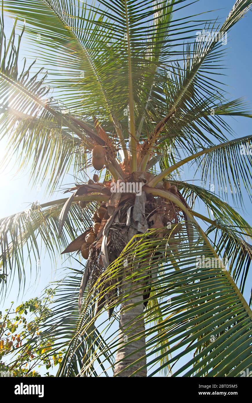 Single palm at the beach Stock Photo - Alamy