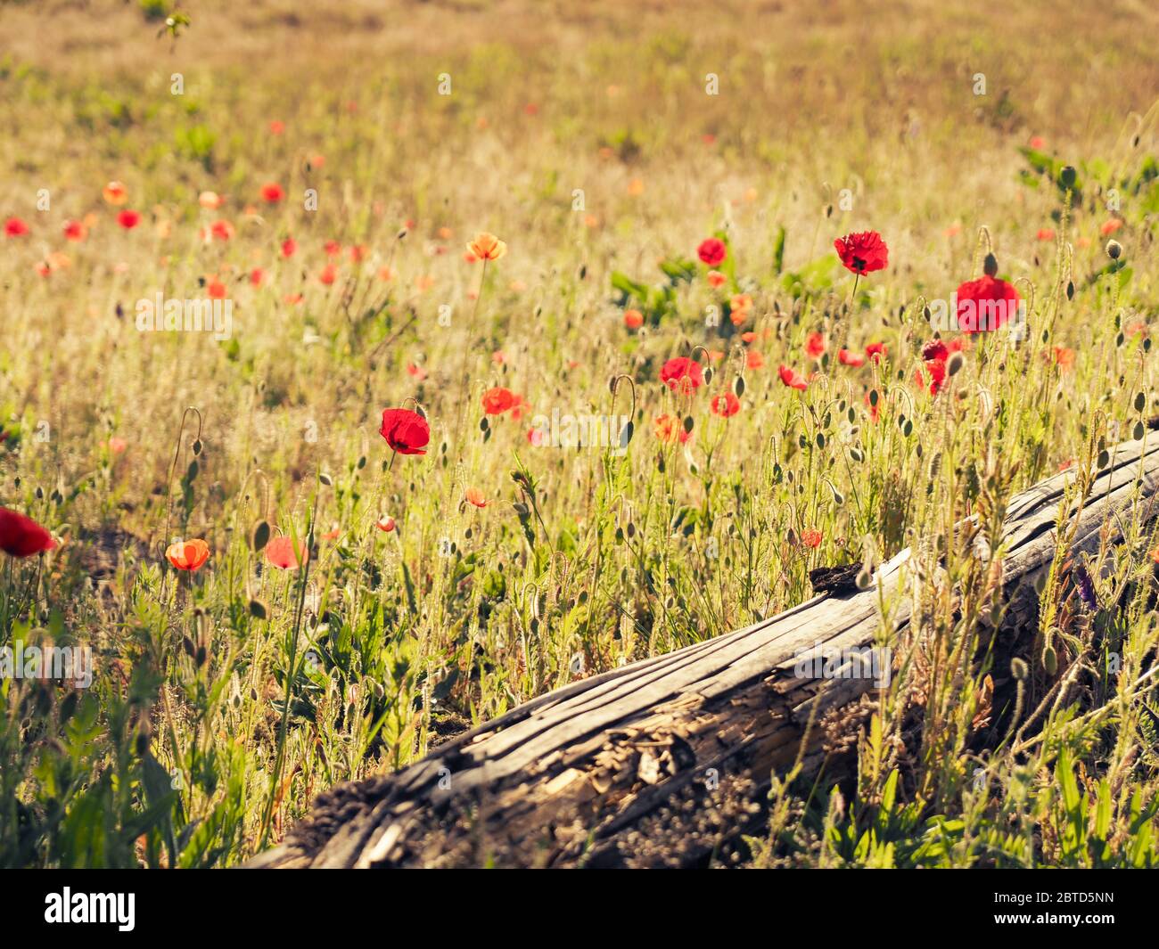 Field with poppies with beautiful warm morning sun using as natural ...