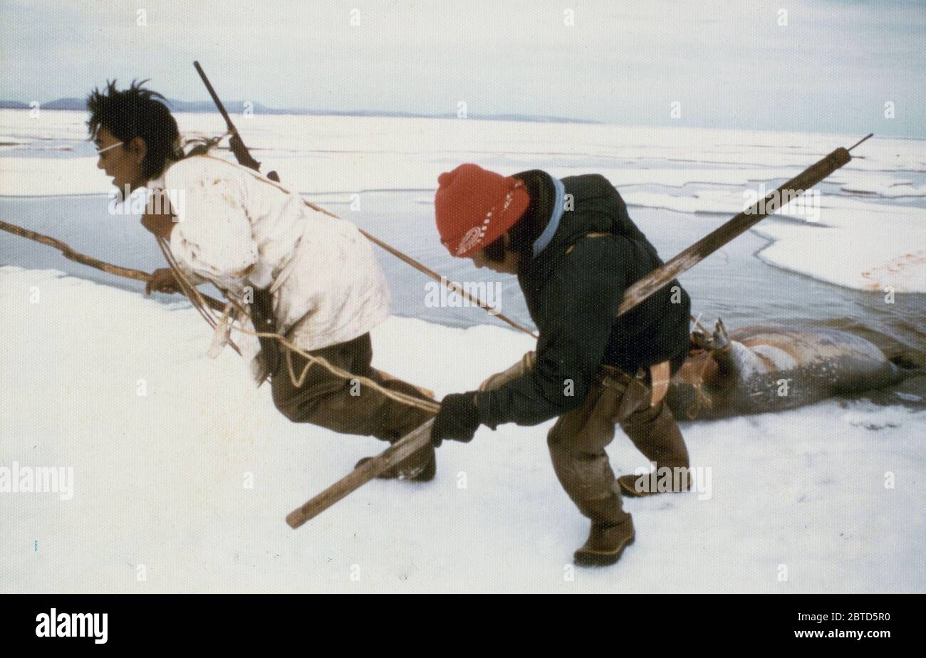 7/8/1974 Eskimo hunters dragging an "oogruk" or a bearded seal on ocean ...