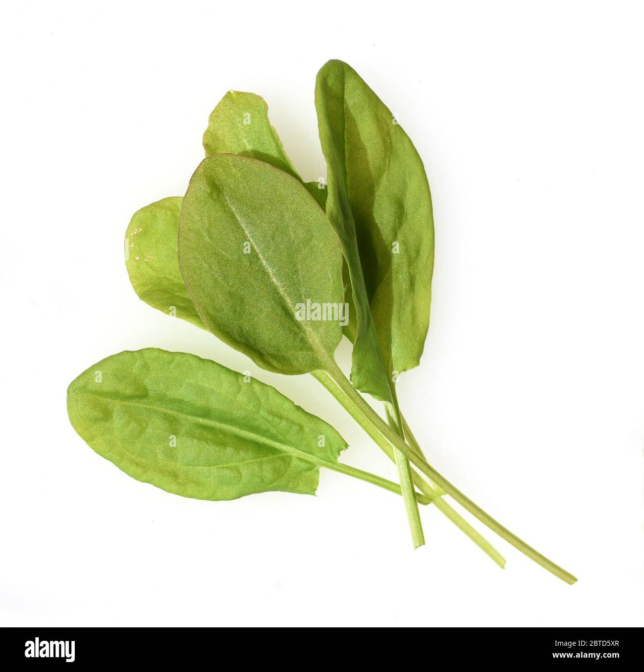 Sauerampfer, Rumex acetosa, ist eine wichtige Heil- und ...