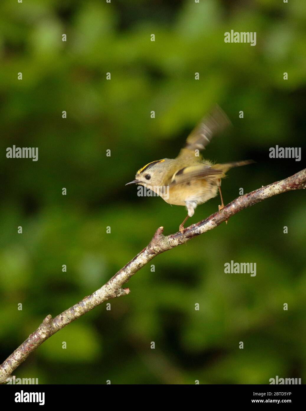 Goldcrest uk flight hi-res stock photography and images - Alamy