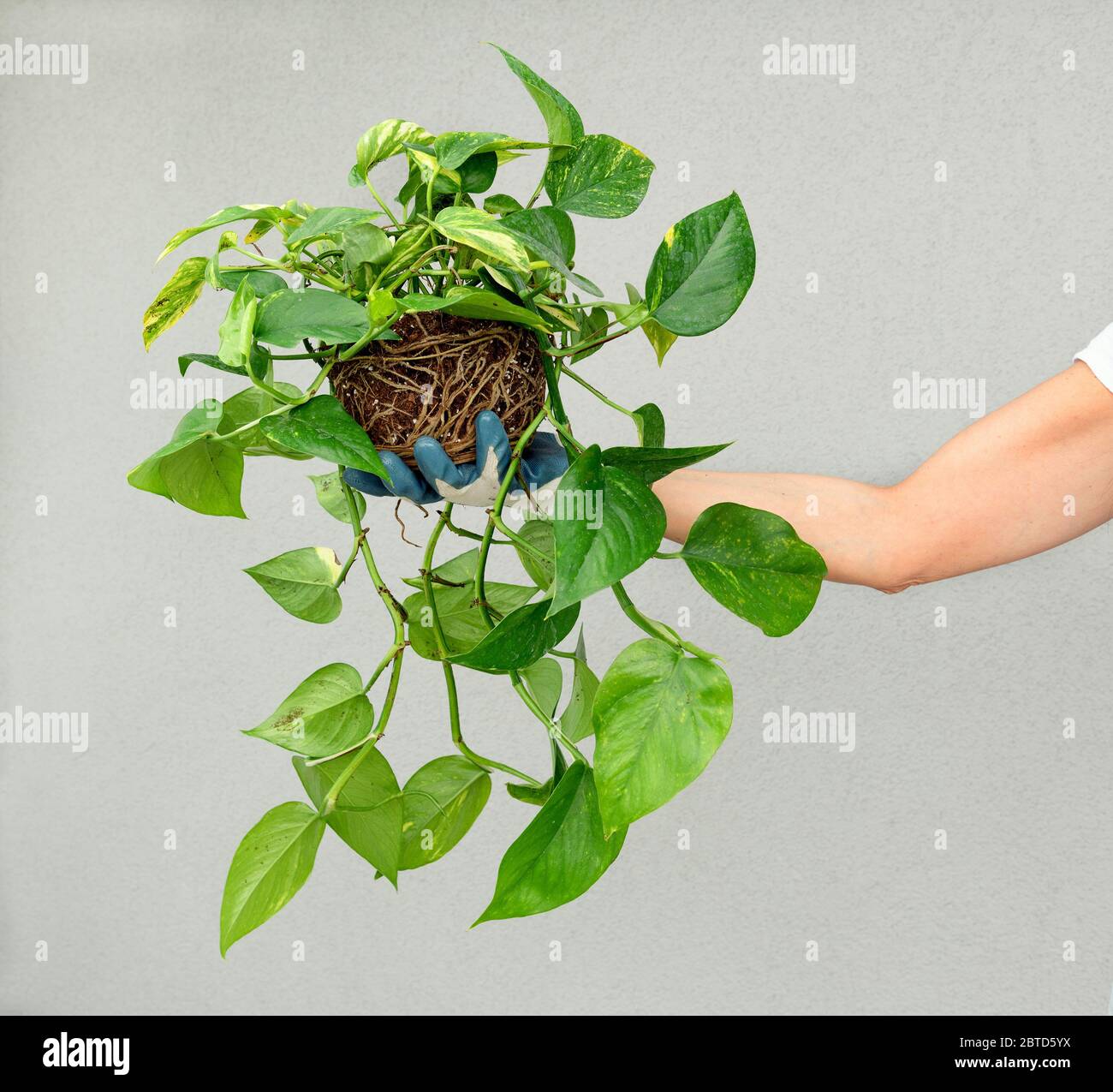 Pothos plant hi-res stock photography and images - Alamy