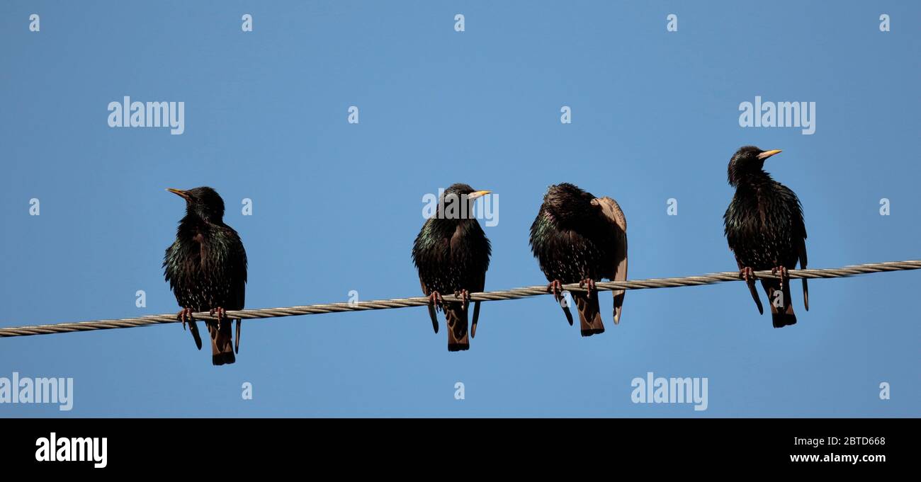 Photographing starlings hi-res stock photography and images - Alamy