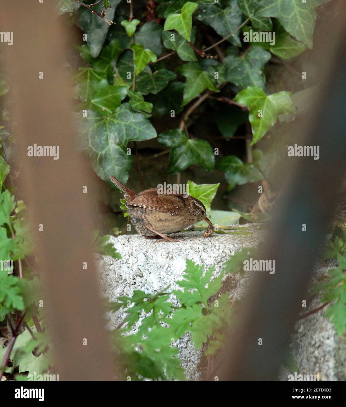 Wren Flying High Resolution Stock Photography and Images - Alamy