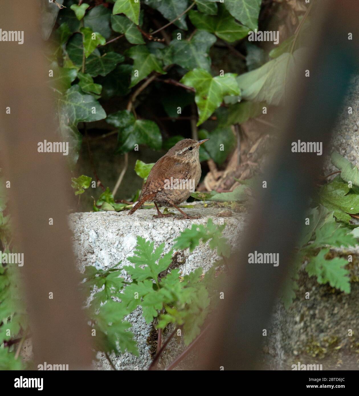 Wren flying hi-res stock photography and images - Alamy