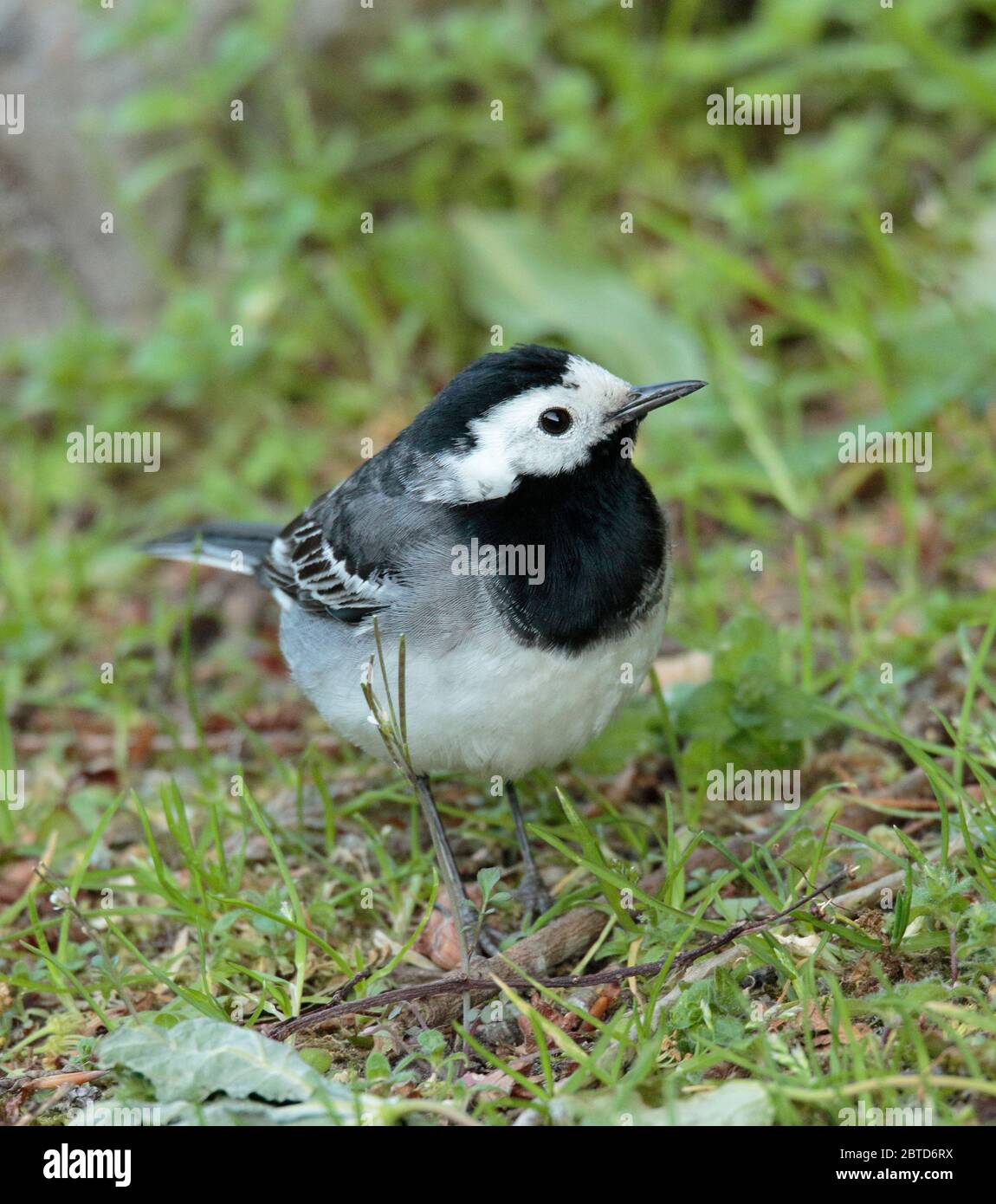 Pied wagtail uk flying hi-res stock photography and images - Alamy