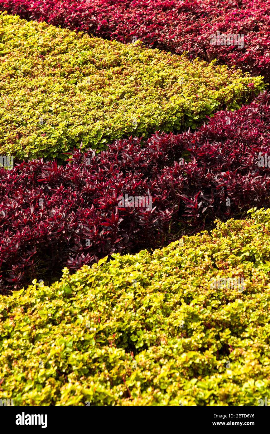 Plants shape hi-res stock photography and images - Alamy