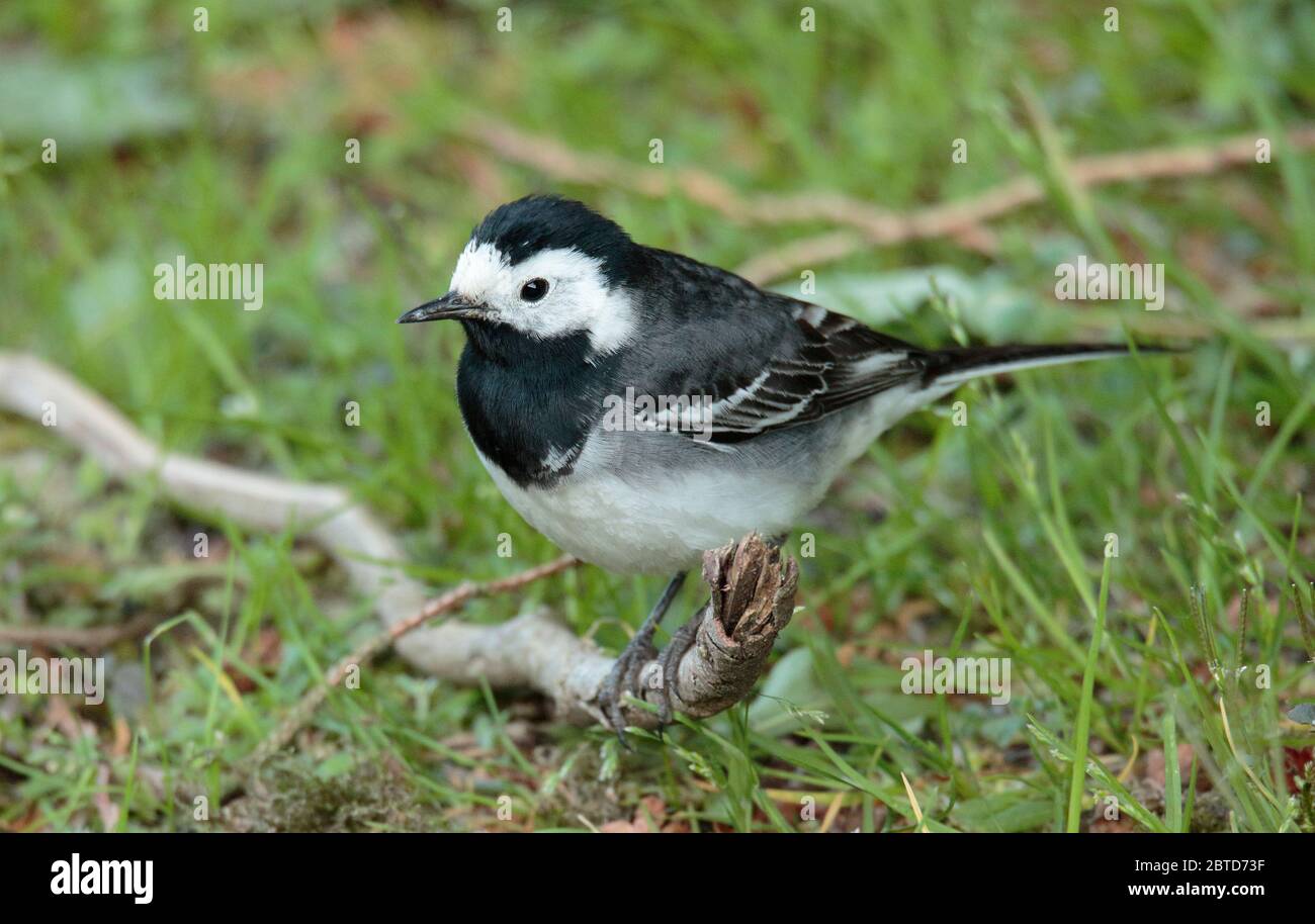 Pied wagtail uk flying hi-res stock photography and images - Alamy