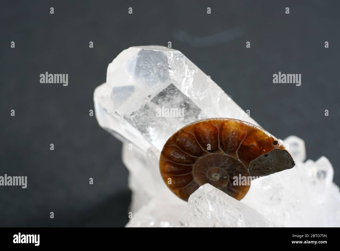 The ammonites, Ammonoidea are an extinct subgroup of cephalopods ...