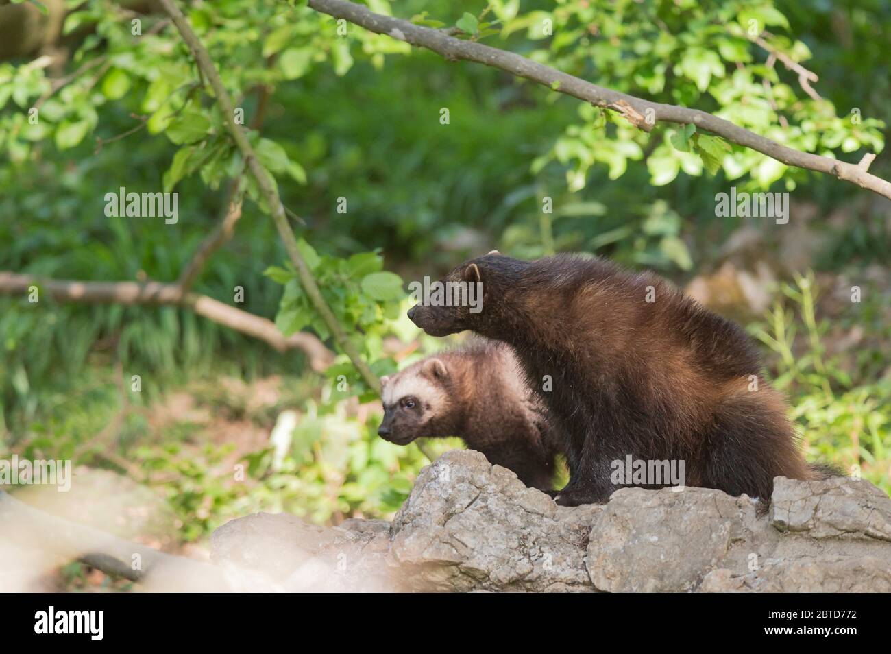 Wolverine in Finland Stock Photo - Alamy