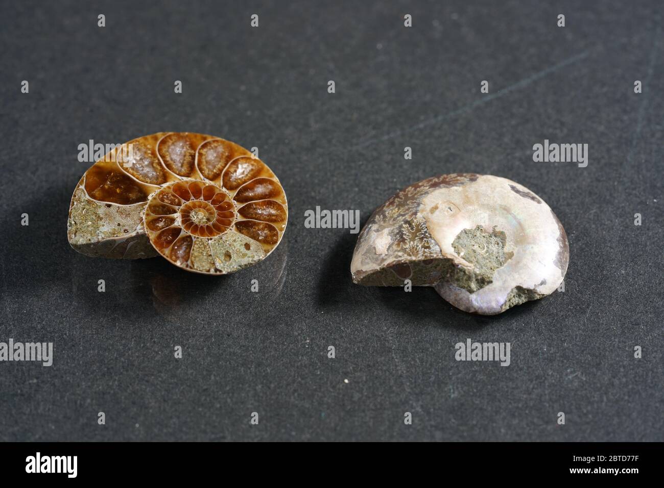 The ammonites, Ammonoidea are an extinct subgroup of cephalopods ...