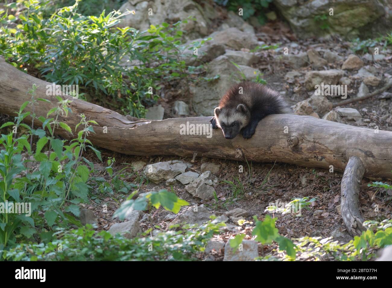 Baby gulo gulo hi-res stock photography and images - Alamy